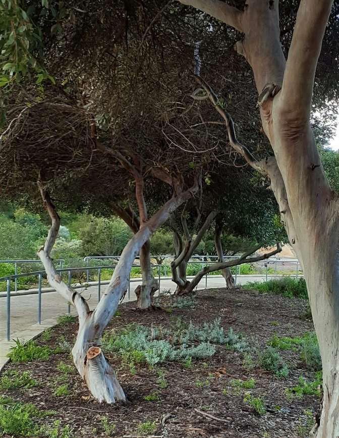 The Trees of Fremantle - Booyeembara Park - Fremantle Shipping News