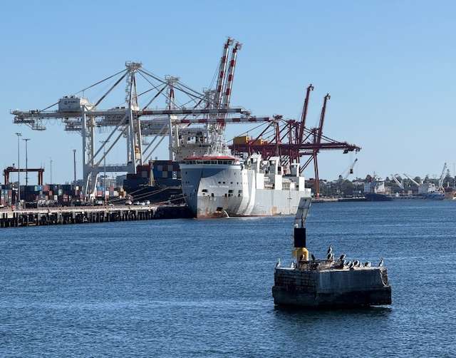 Pied Cormorants - Fremantle Shipping News